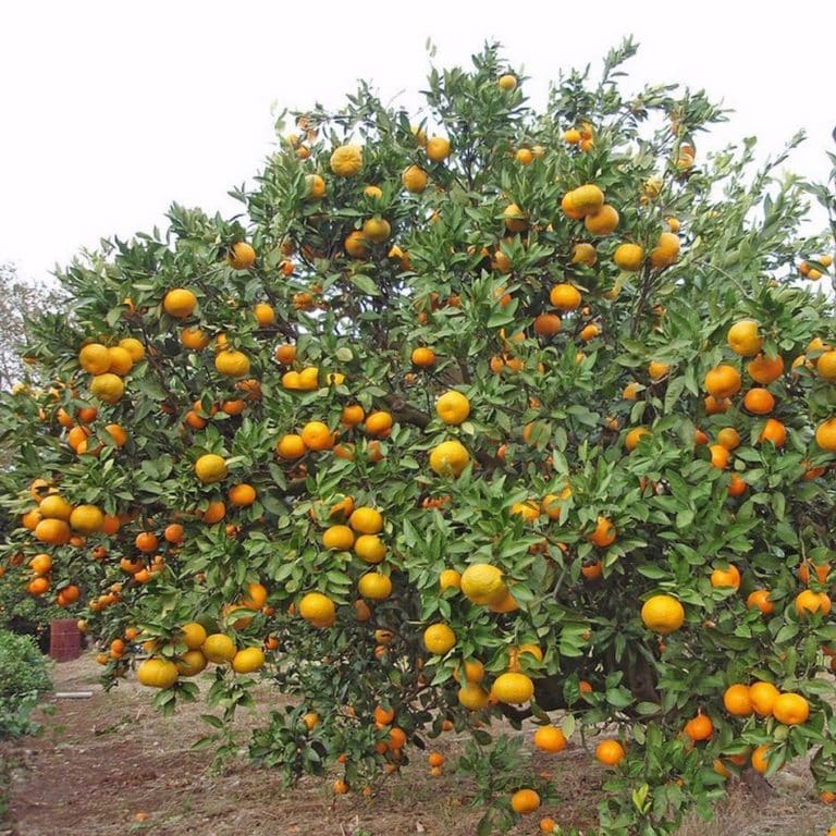 Mikan from Peru: Japanese Origin Species Mikan Returning to Home ...