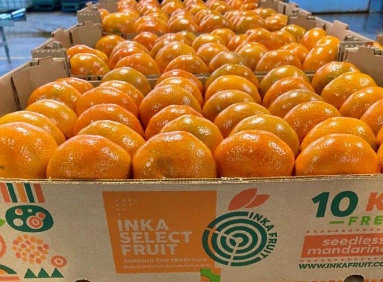 Mikan from Peru: Japanese Origin Species Mikan Returning to Home ...