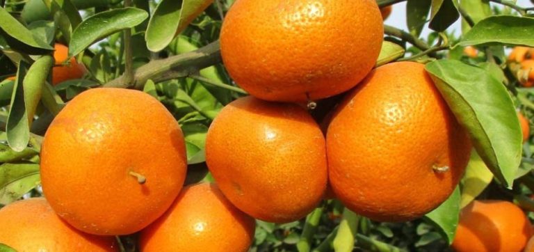 Mikan from Peru: Japanese Origin Species Mikan Returning to Home ...